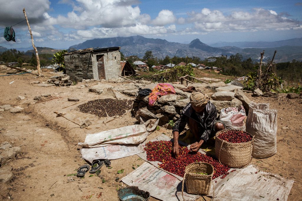 Potential for Timorese coffee despite challenges | macaomagazine.net
