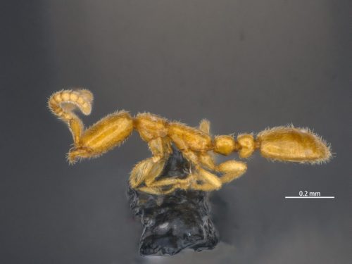 Finding Leptanilla macauensis | macaomagazine.net