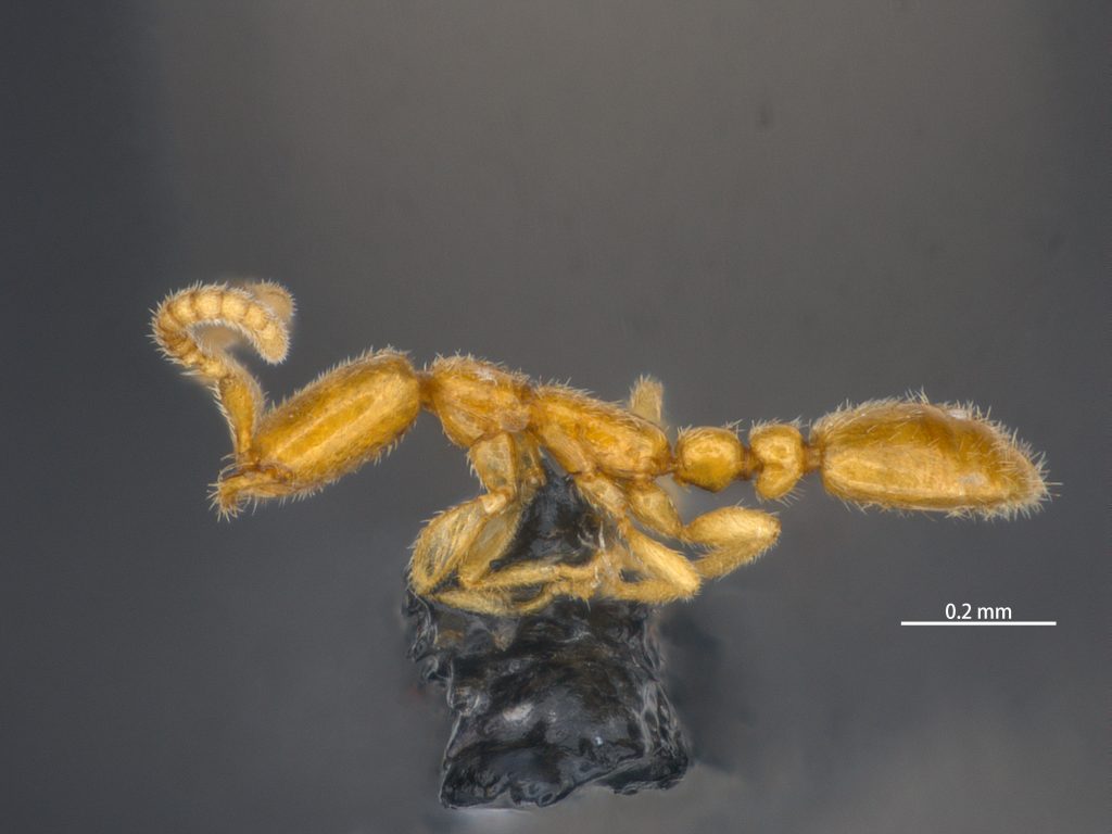 Finding Leptanilla macauensis | macaomagazine.net