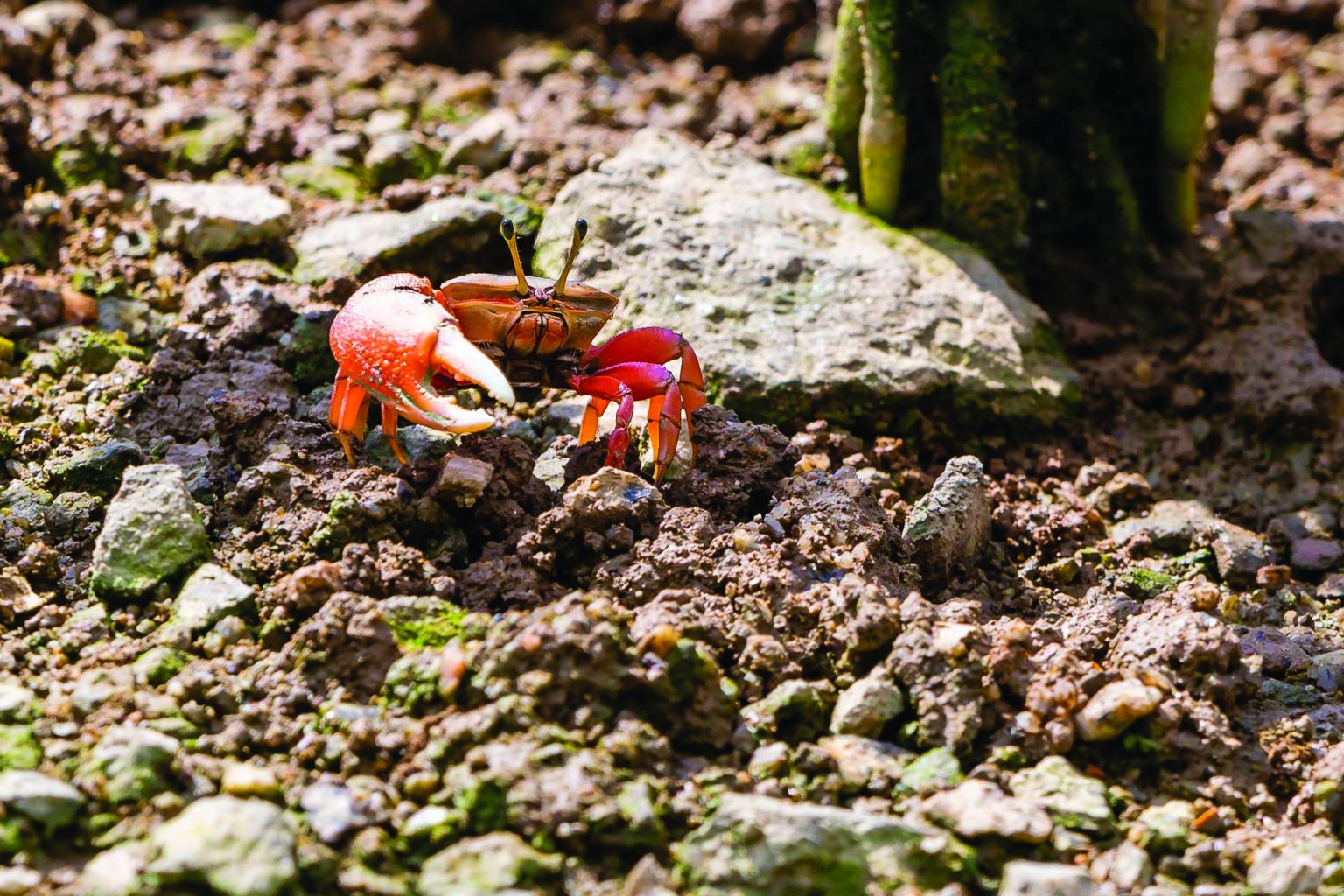 Exploring the hidden biodiversity of Macao | macaomagazine.net