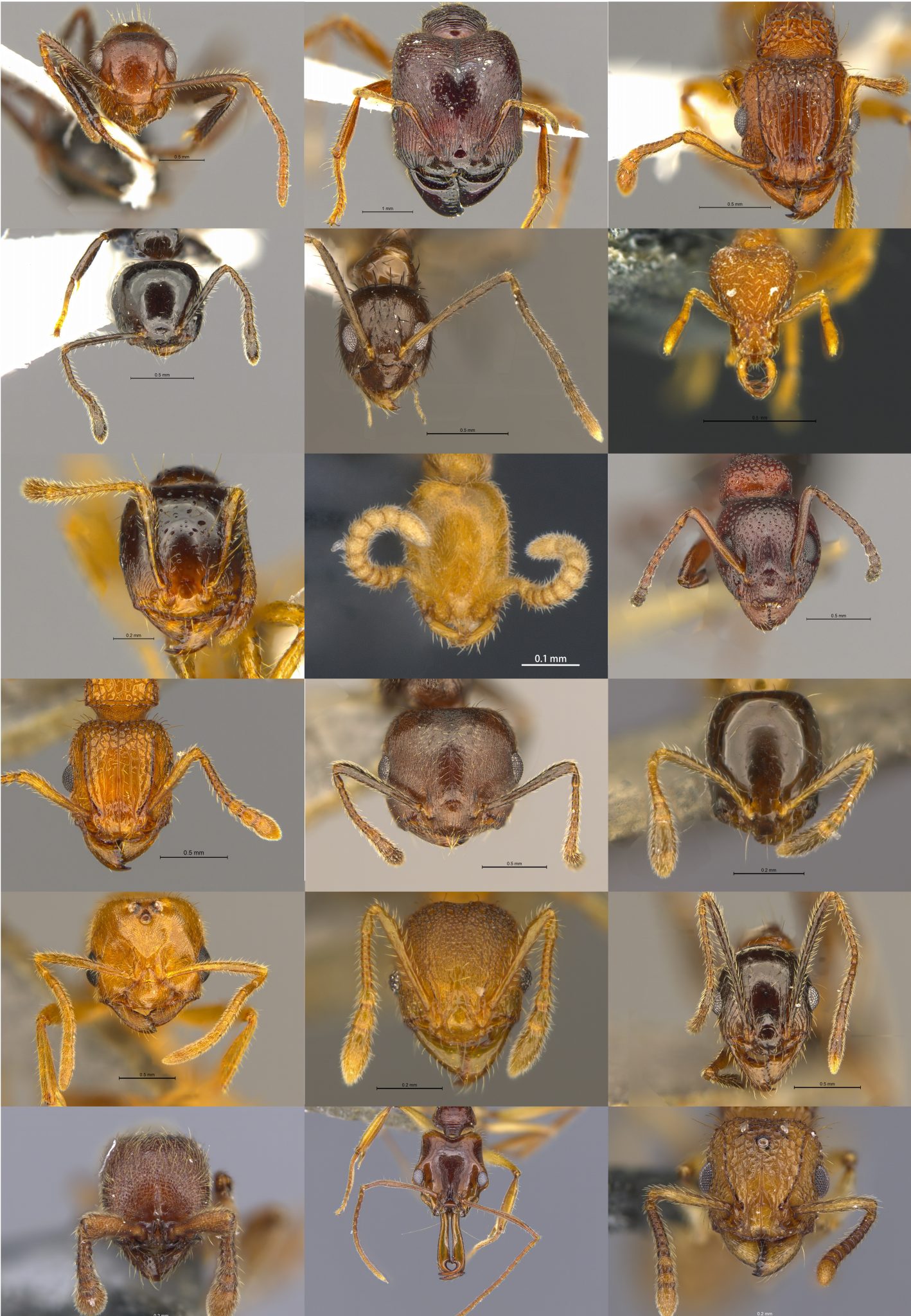 Finding Leptanilla macauensis | macaomagazine.net