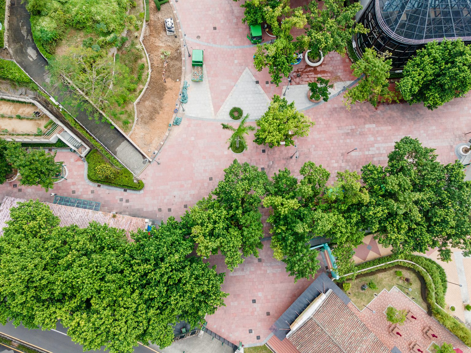 Rooted in history: Macao’s trees | macaomagazine.net