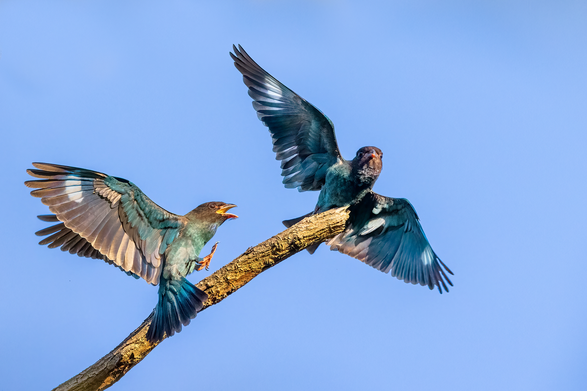 Vibrant creatures | macaomagazine.net